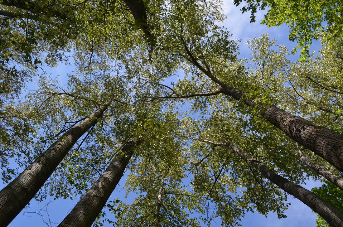 Is Parks being straight with the public? – Seattle Nature Alliance